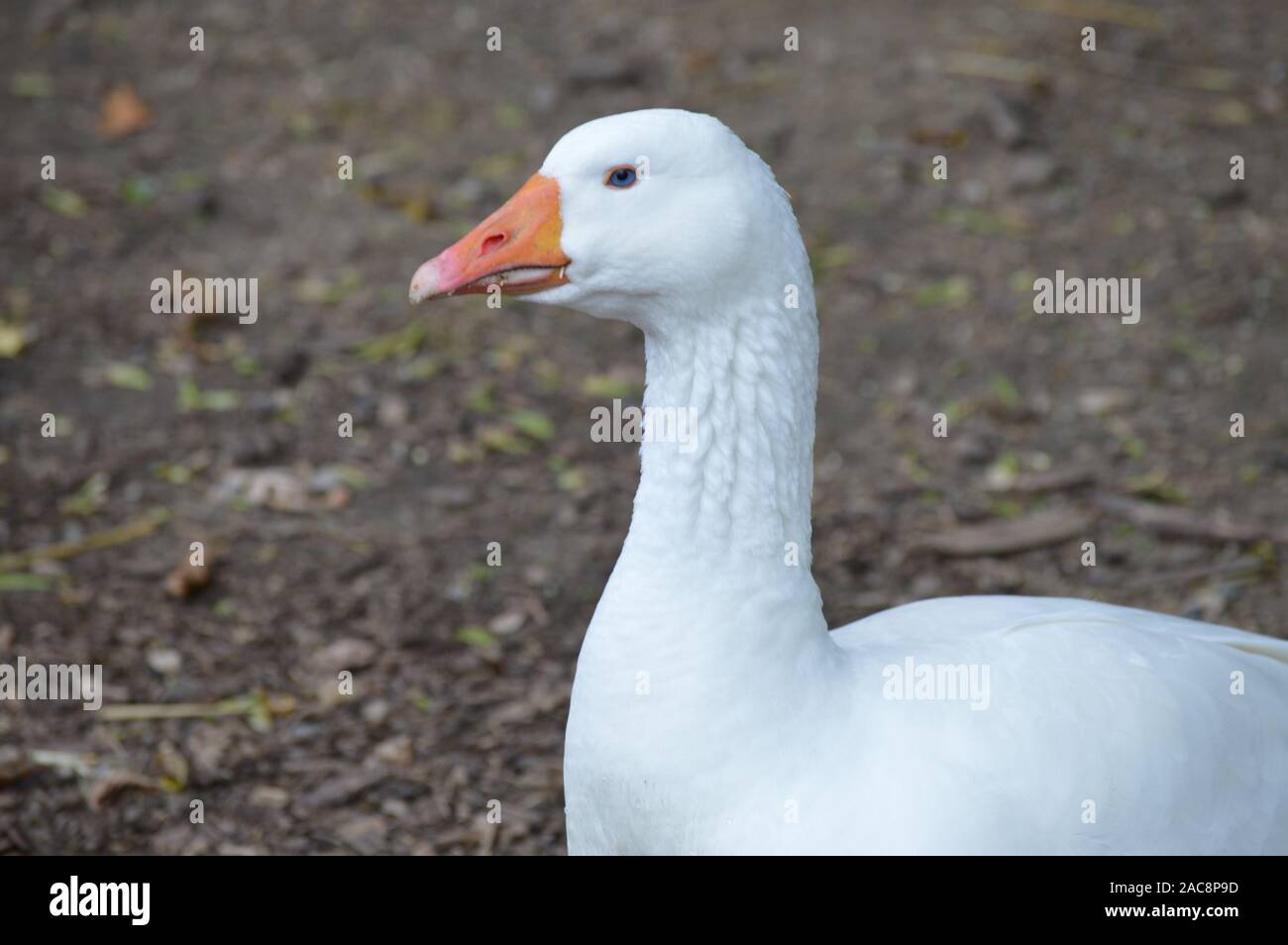 Goose at the farm Stock Photo - Alamy
