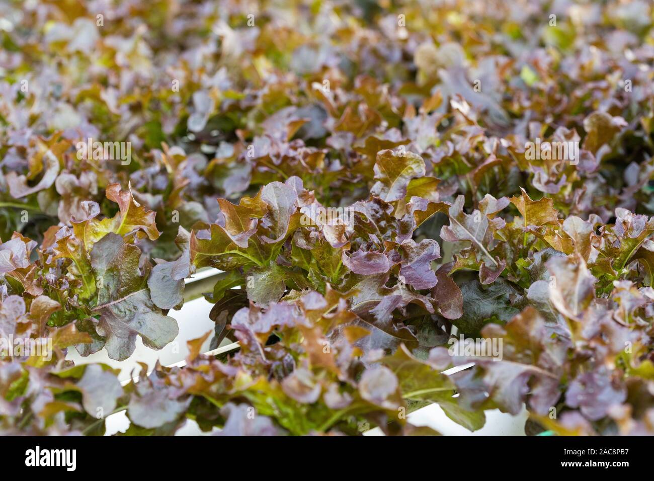 Red oak hydroponics vegetable hi-res stock photography and images - Alamy
