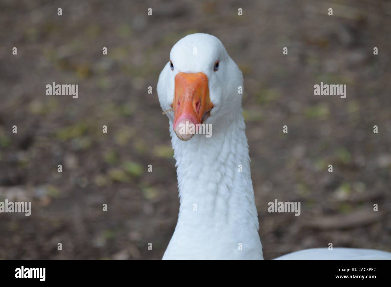 Goose at the farm Stock Photo - Alamy
