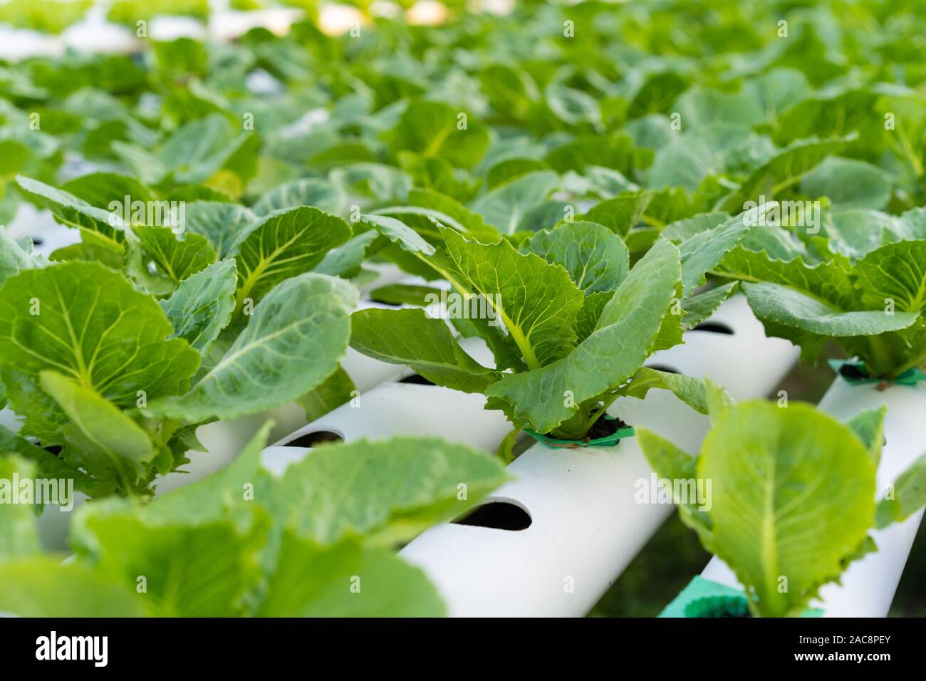 Cos Romaine Lettuce hydroponic farming Stock Photo - Alamy