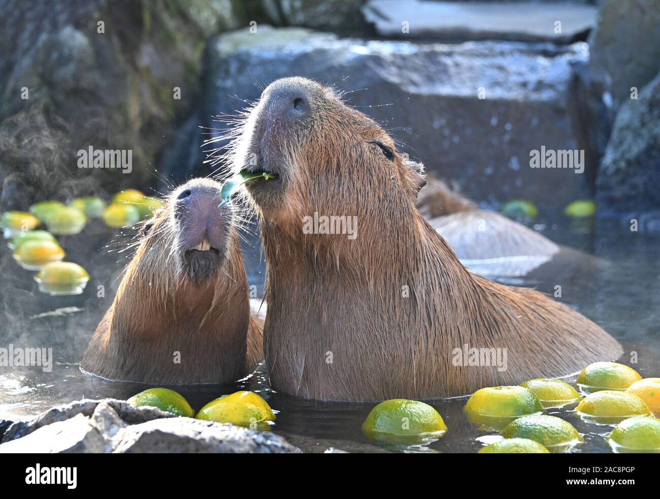 Ito, Japan. 1st Dec, 2019. A pair of adorable water hogs enjoy an open ...