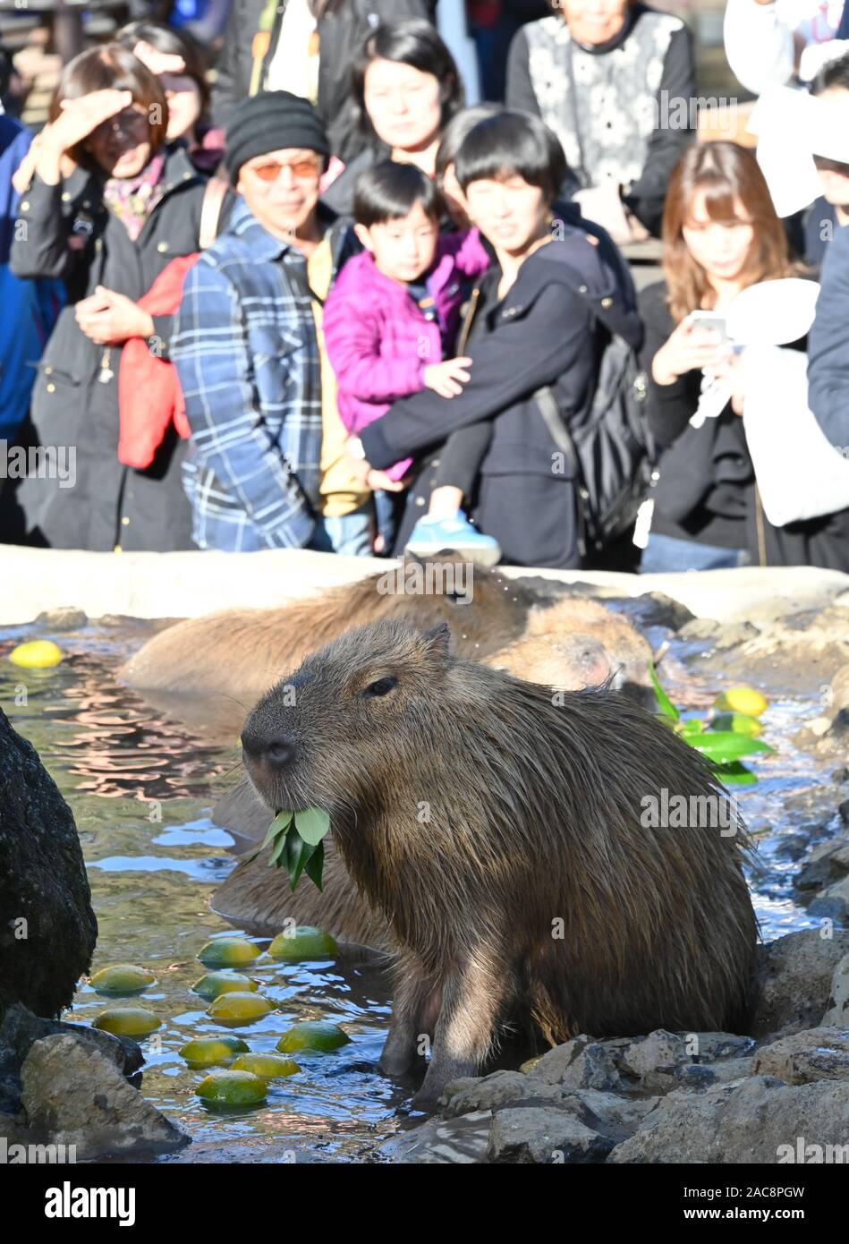 Ito, Japan. 1st Dec, 2019. A pair of adorable water hogs enjoy an open ...