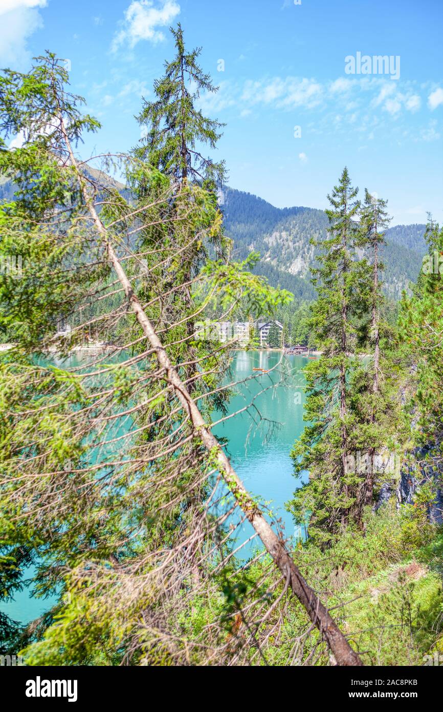 wild nature with fir trees Stock Photo - Alamy