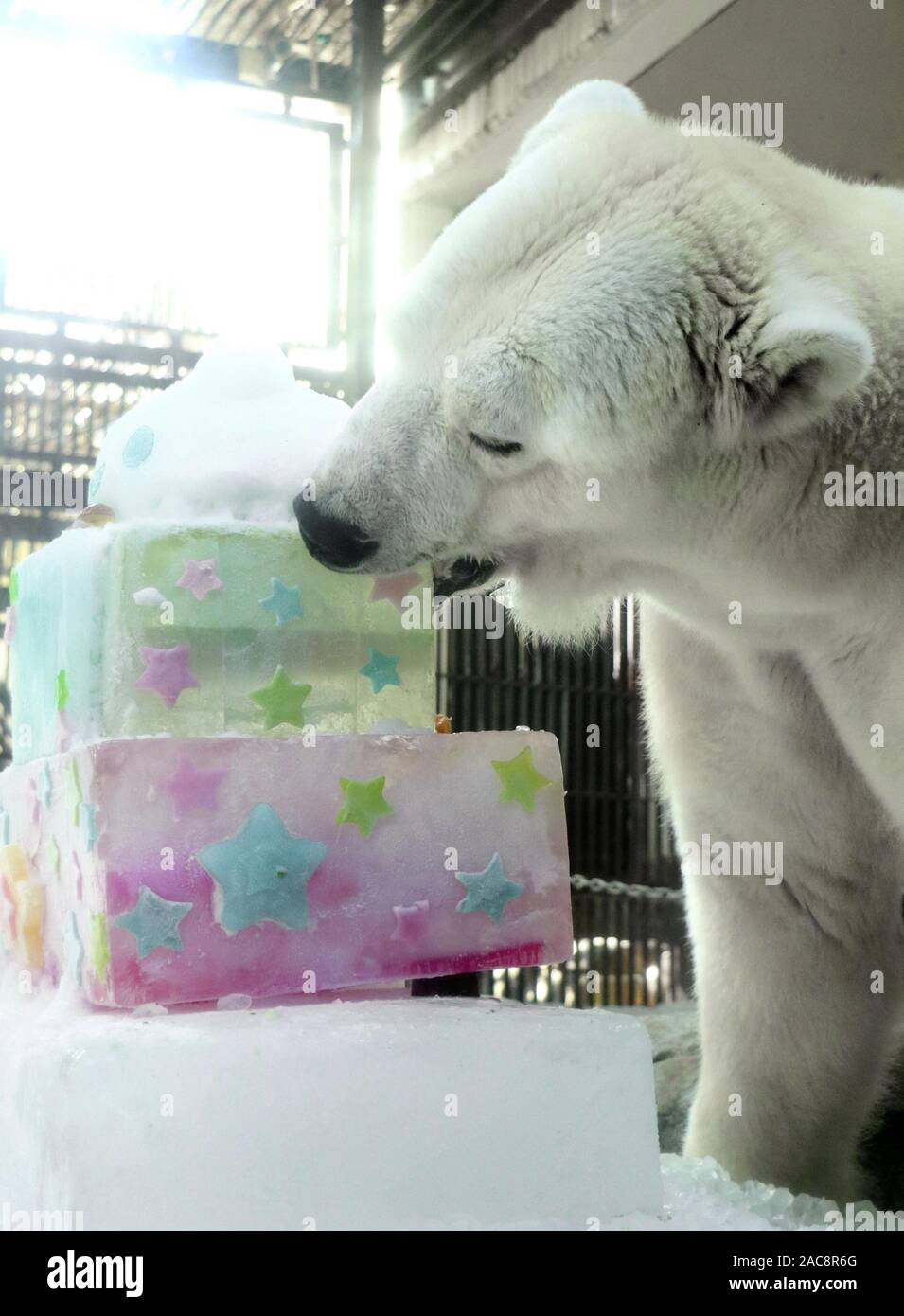 Photo taken at a zoo in Tobe, Ehime Prefecture, western Japan, on Dec ...