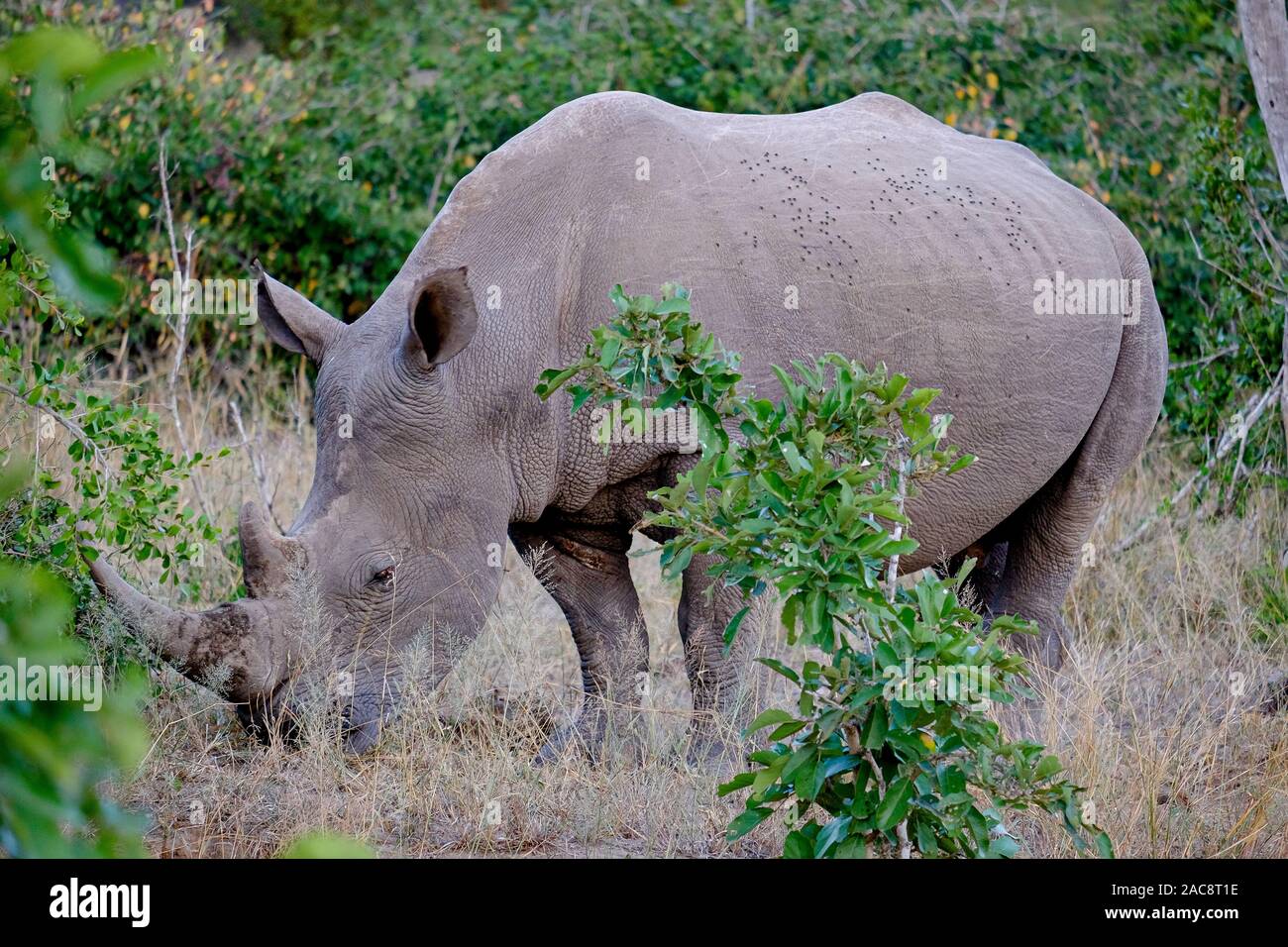 Southern white rhino grazing in hi-res stock photography and images - Alamy