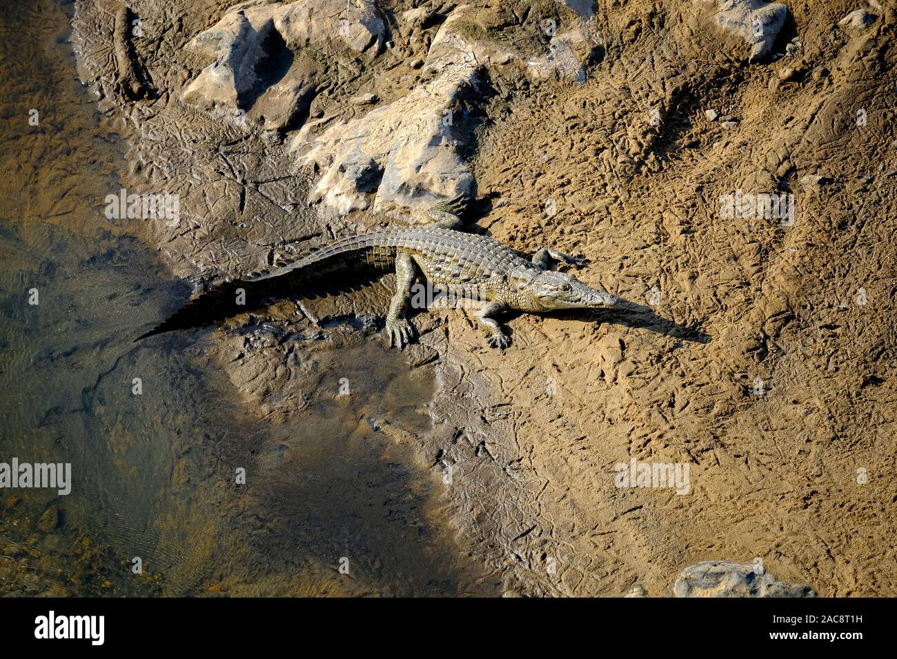One young Nile Crocodile catching sun on the river bank Stock Photo - Alamy