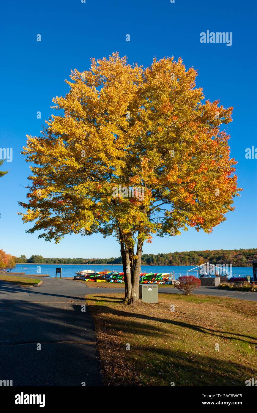 Vibrant colors of a maple tree, with shades of amber and marigold. Fall ...