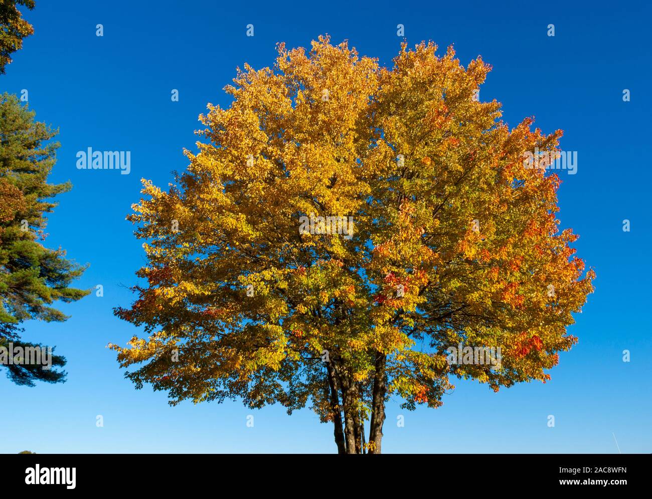 Vibrant colors of a maple tree, with shades of amber and marigold. Fall ...
