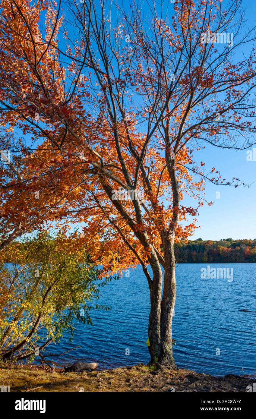 Marigold and crimson leaves of a multi-trunk maple tree changing colors ...