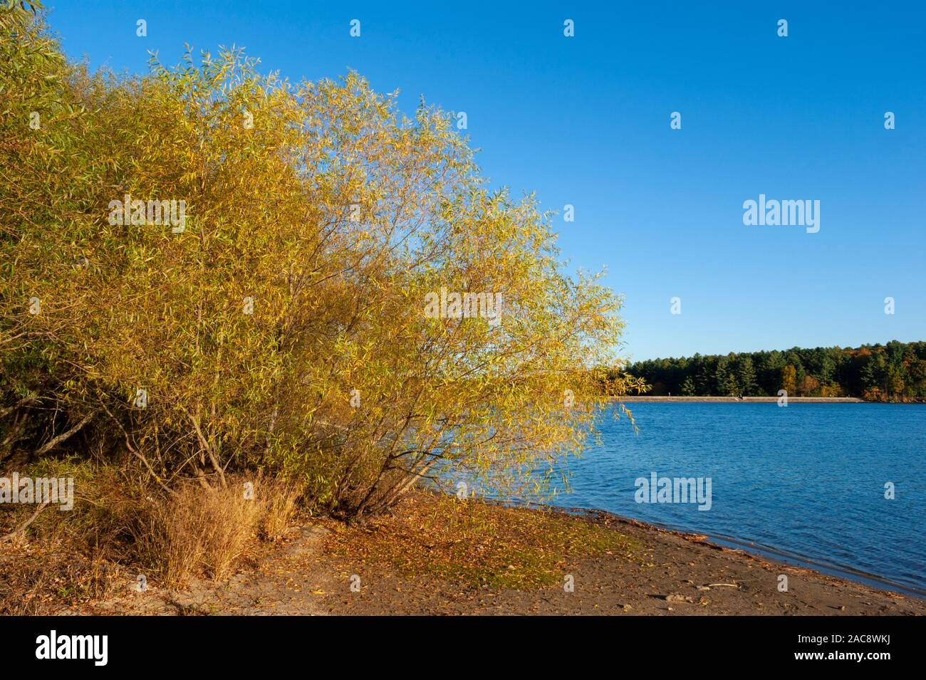 Sandbar willow (Salix interior). Shrubs with yellow leaves along the ...