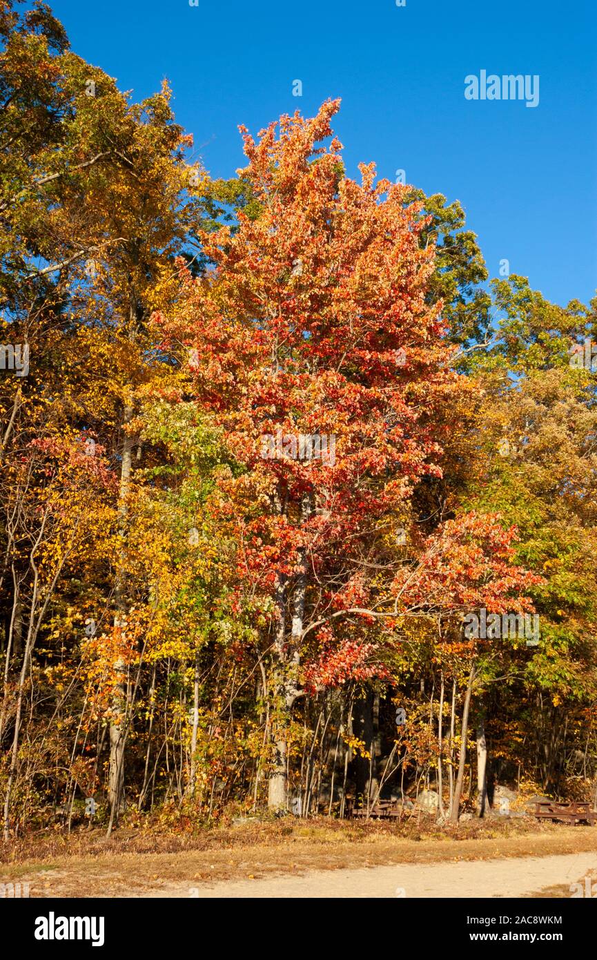 Fall foliage in New England. Deciduous forest in Hopkinton State Park ...