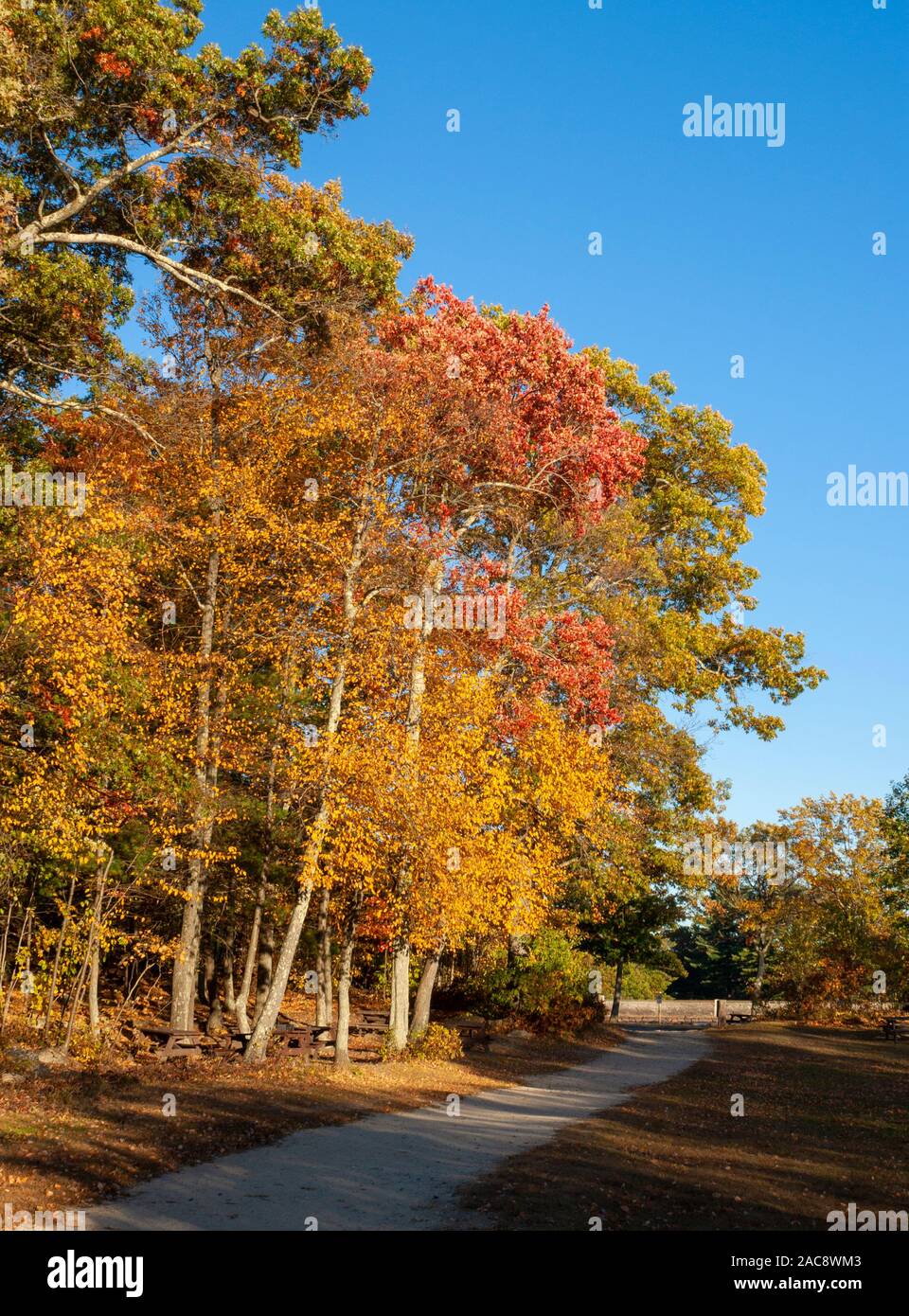 Fall foliage in New England. Deciduous forest in Hopkinton State Park ...