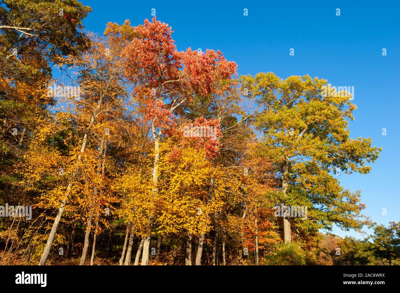 Fall foliage in New England. Deciduous forest in Hopkinton State Park ...