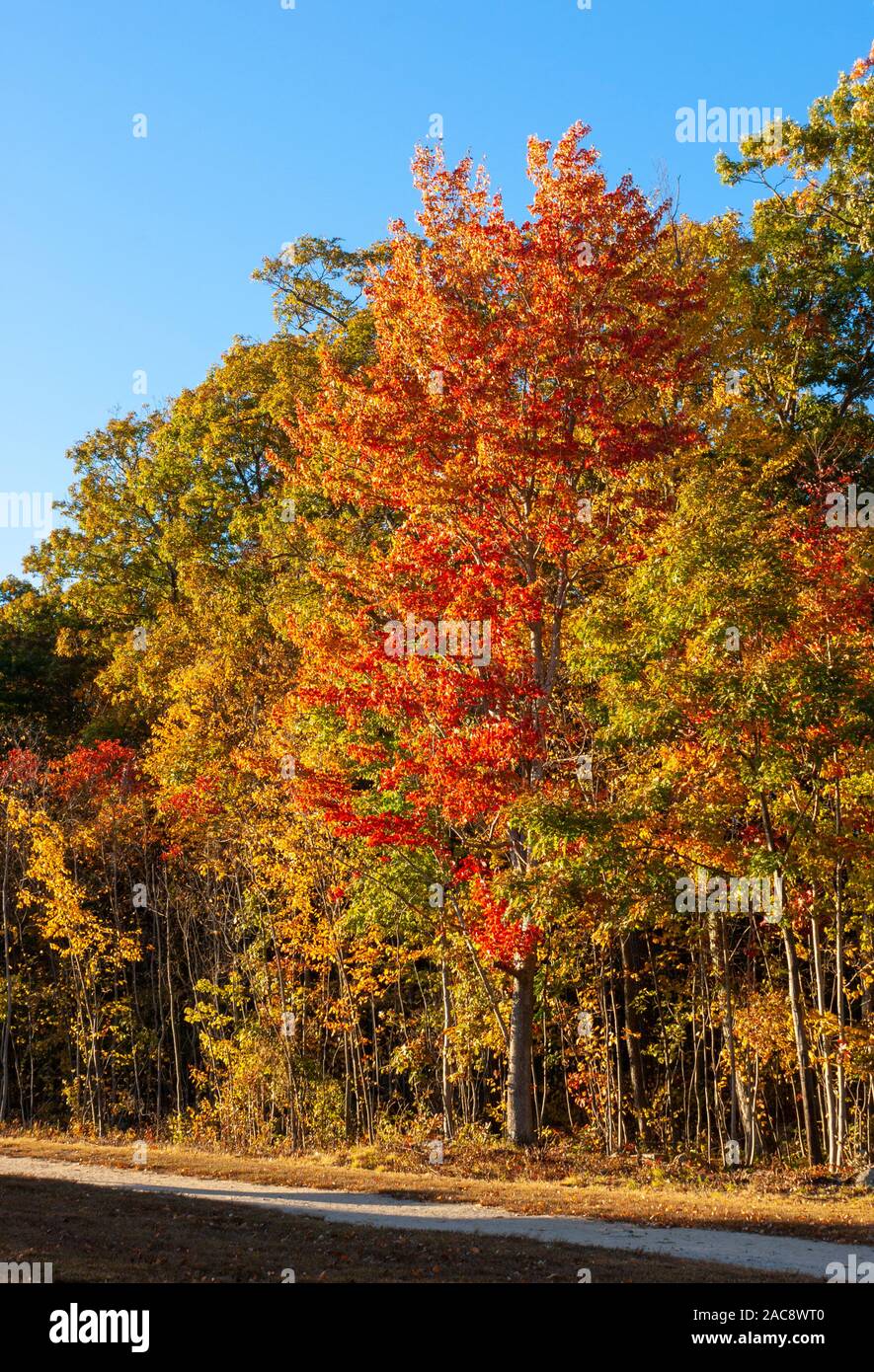Fall foliage in New England. Deciduous forest in Hopkinton State Park ...