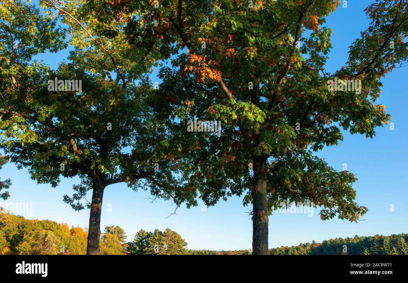 Oak tree canopies against a blue sky. Leaves changing color, in vibrant ...
