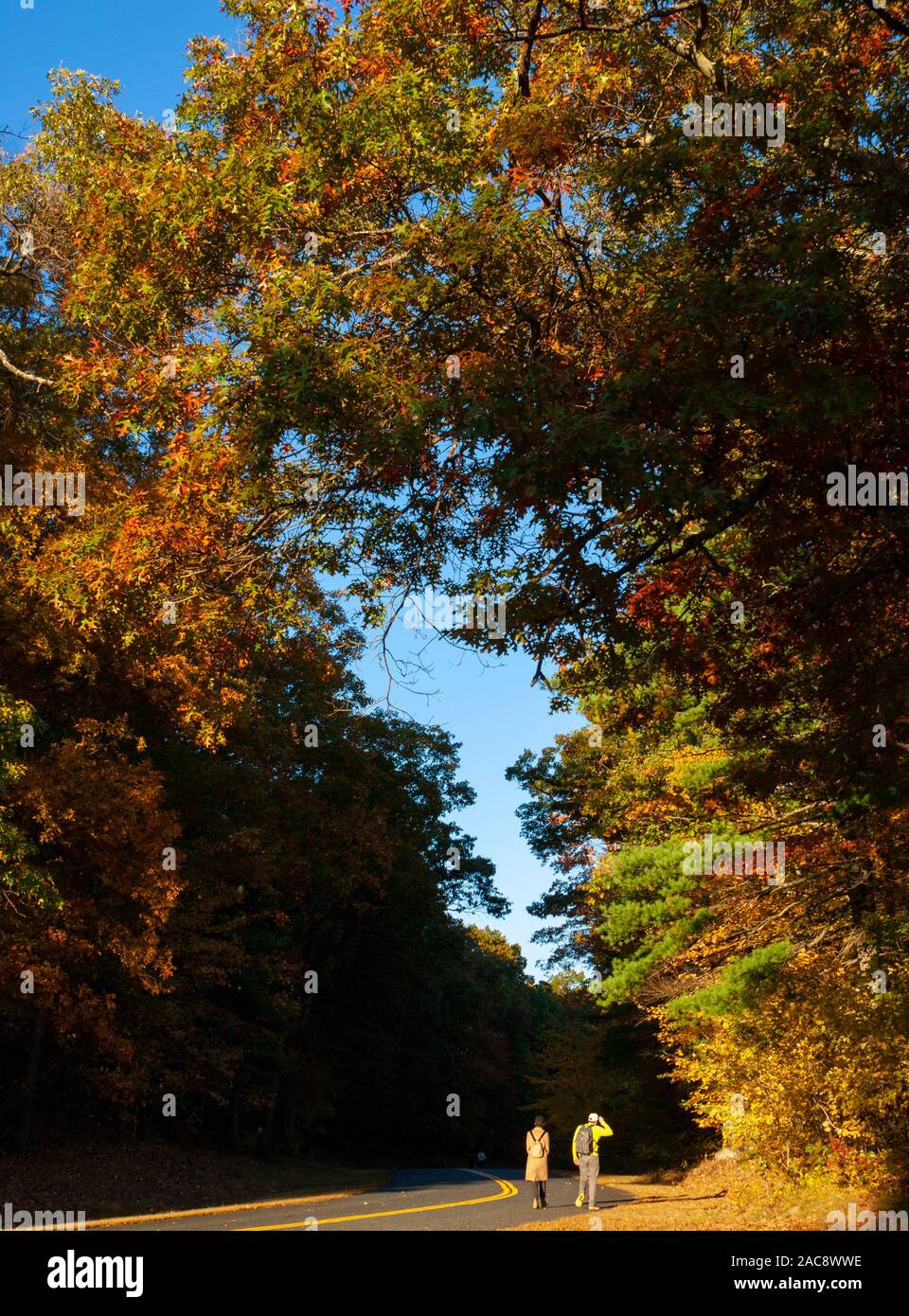 Young couple enjoying a walk beneath a canopy of tall oak trees ...