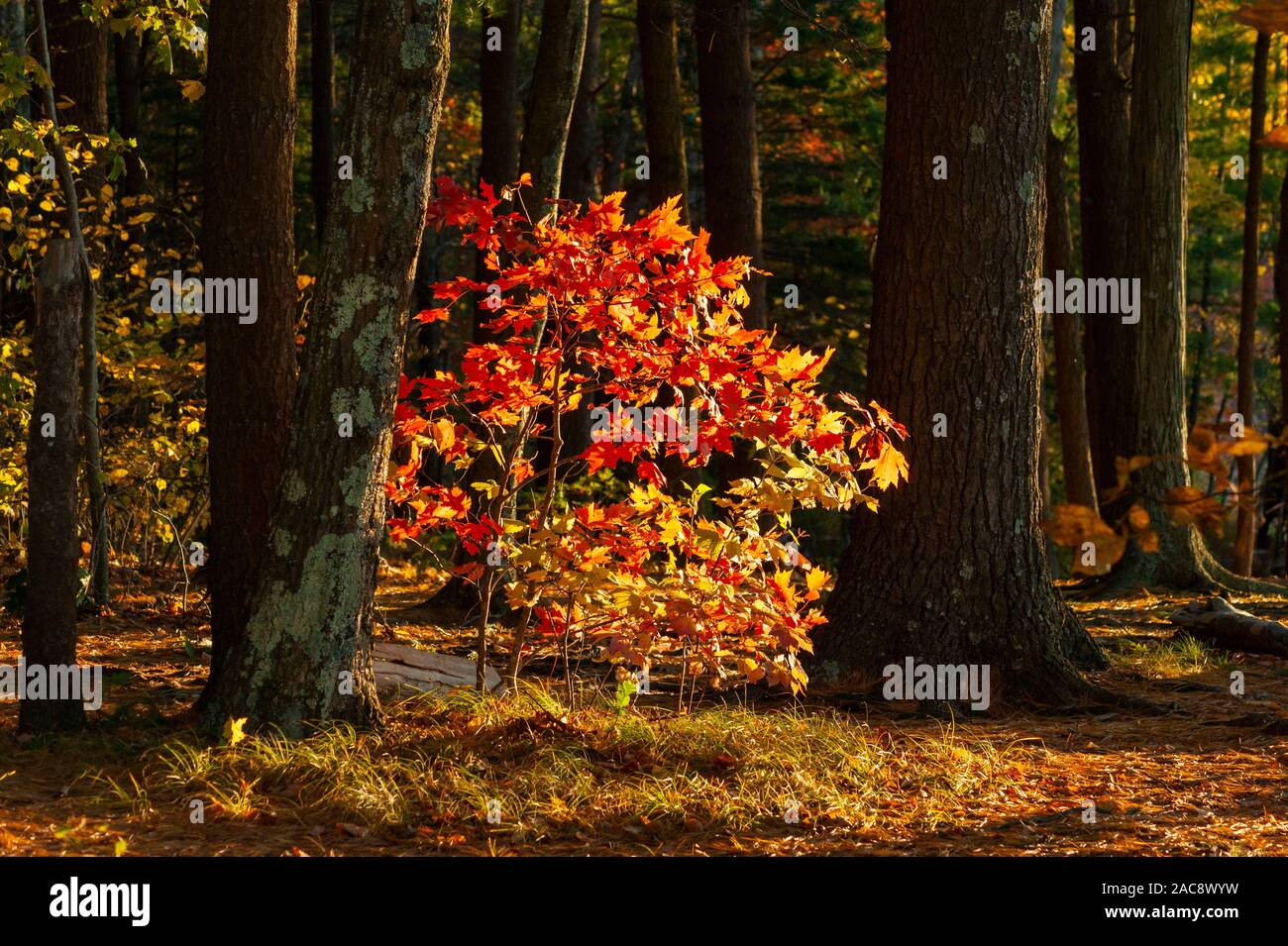 Red maple sapling between trunks of a mature mixed forest. Vibrant ...
