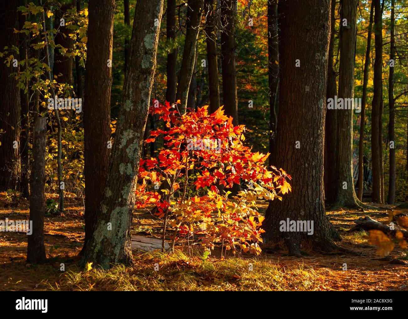 Sugar maple sapling hi-res stock photography and images - Alamy