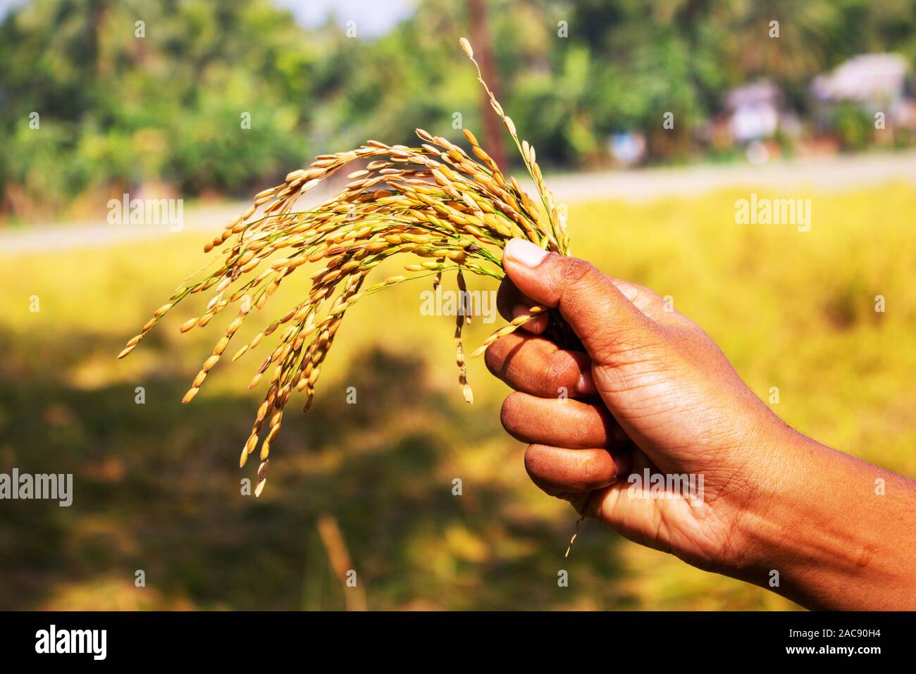 One hand holding the ears of paddy. Farmer was grabbing the bunch of ...