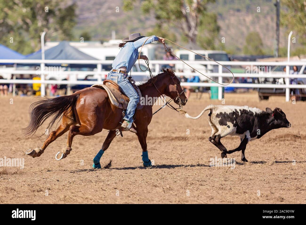 Cowgirl roping cattle hi-res stock photography and images - Alamy