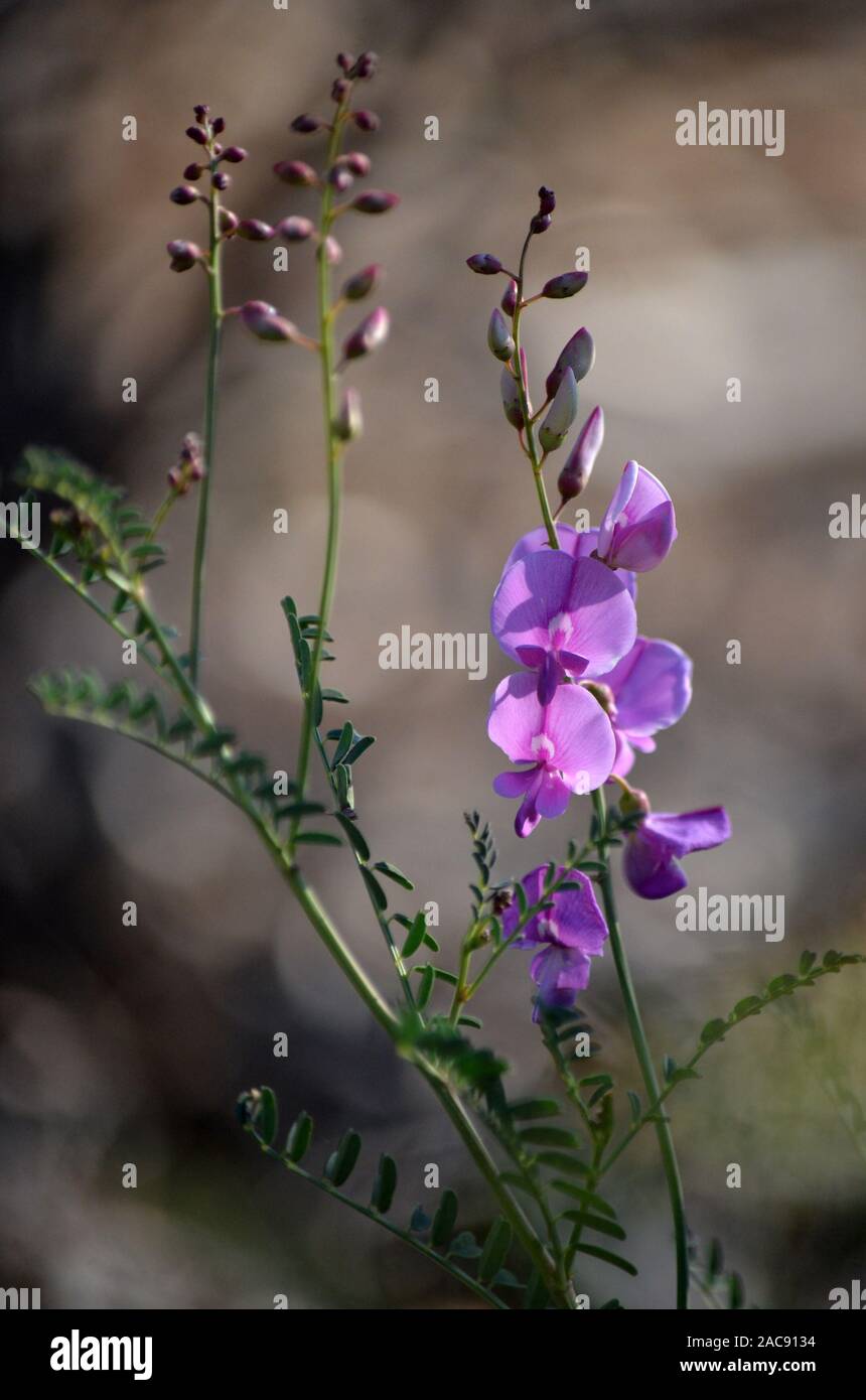 Australian native flowers purple hi-res stock photography and images ...