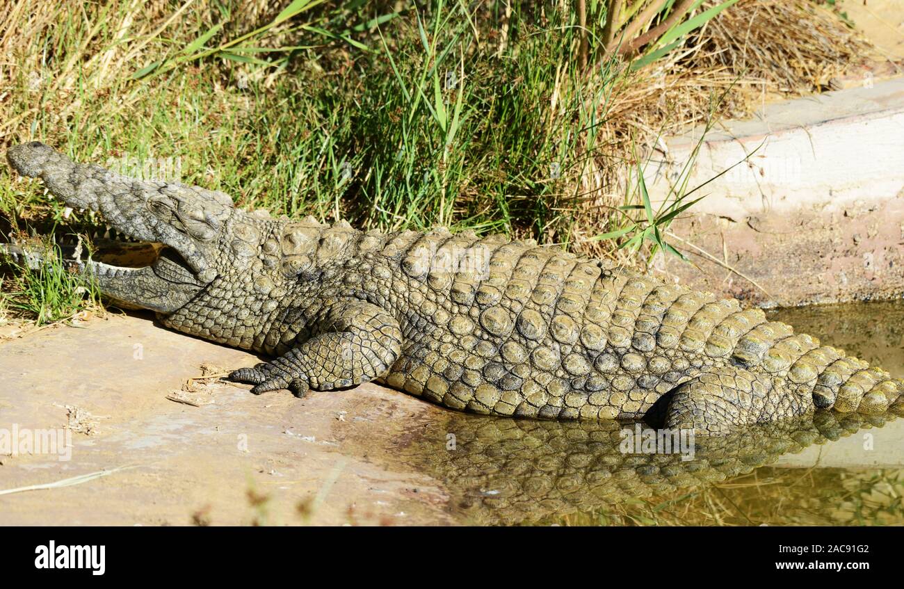 Aquila game reserve, western cape, South Africa Stock Photo - Alamy