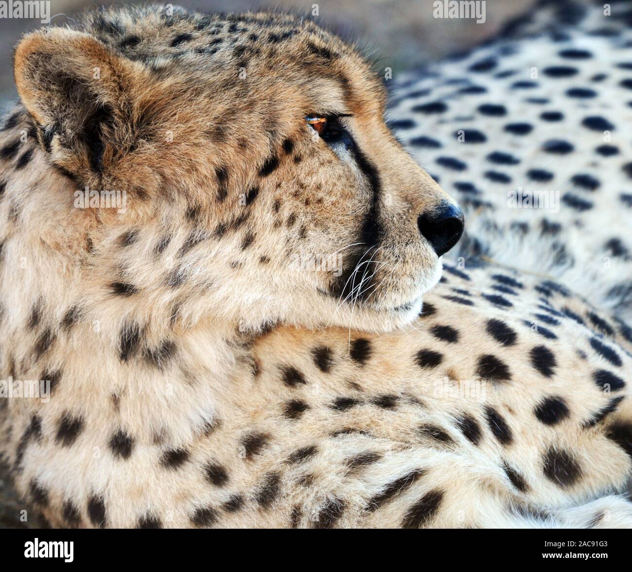 South africa cheetah reserve hi-res stock photography and images - Alamy