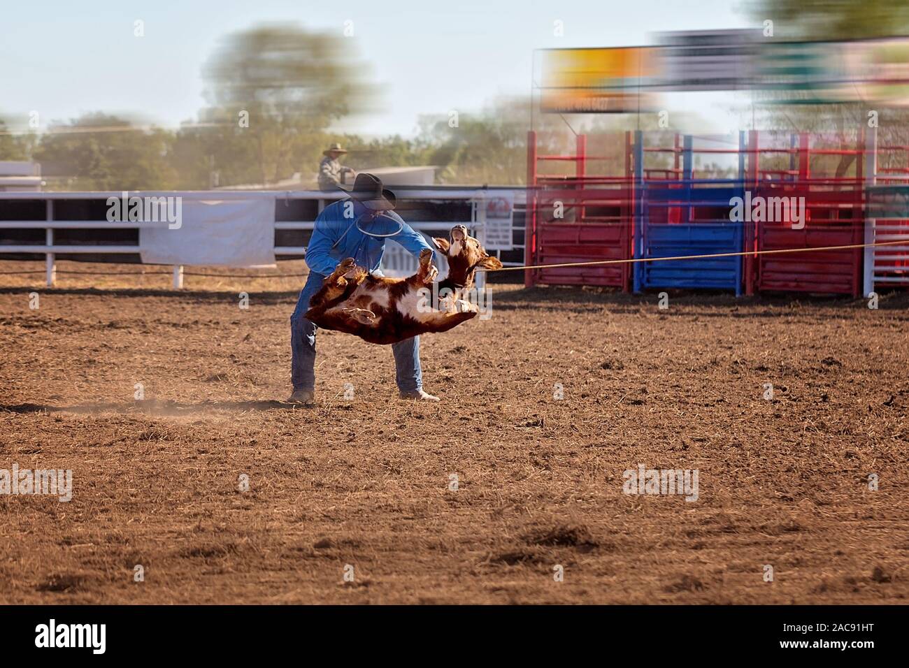 Calf tying hi-res stock photography and images - Alamy
