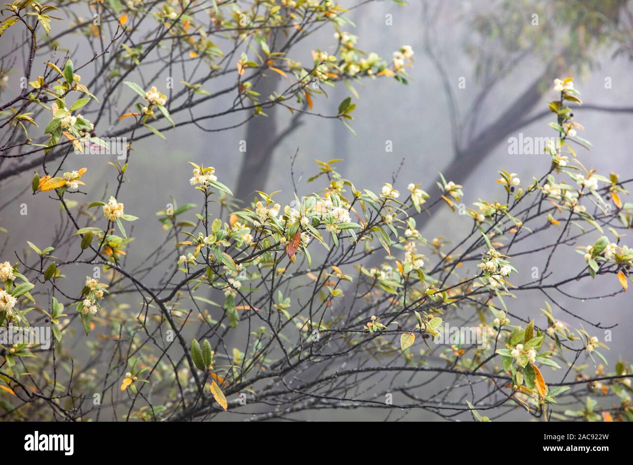 Fog and mist in the Blue mountains national park,NSW,Australia Stock ...