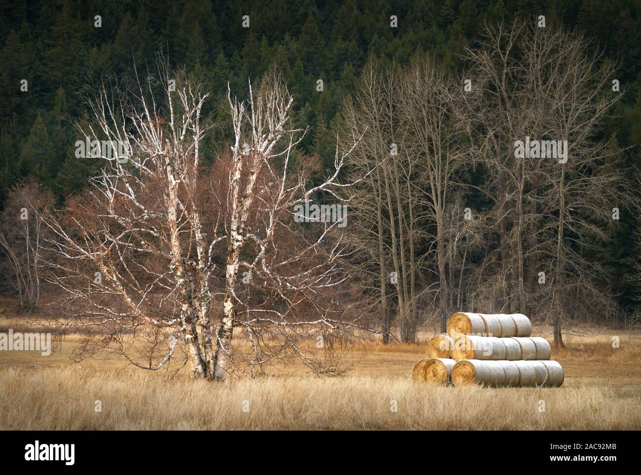 Winter Hay Bales. Hay is stacked and stored for the winter in the ...