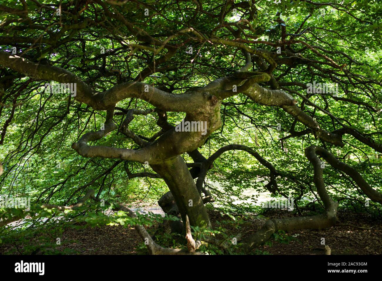 Horizontal tree, Burgundy Stock Photo - Alamy