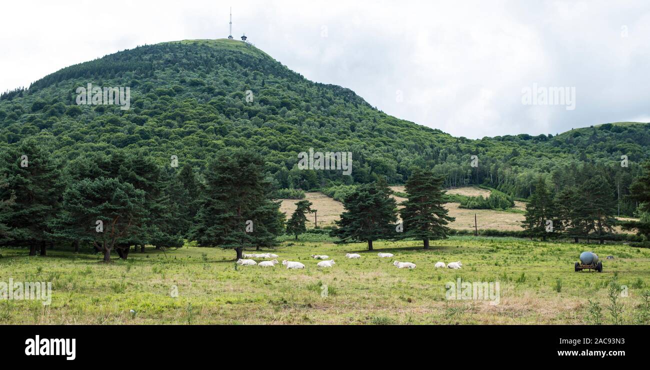 French farm animals hi-res stock photography and images - Alamy