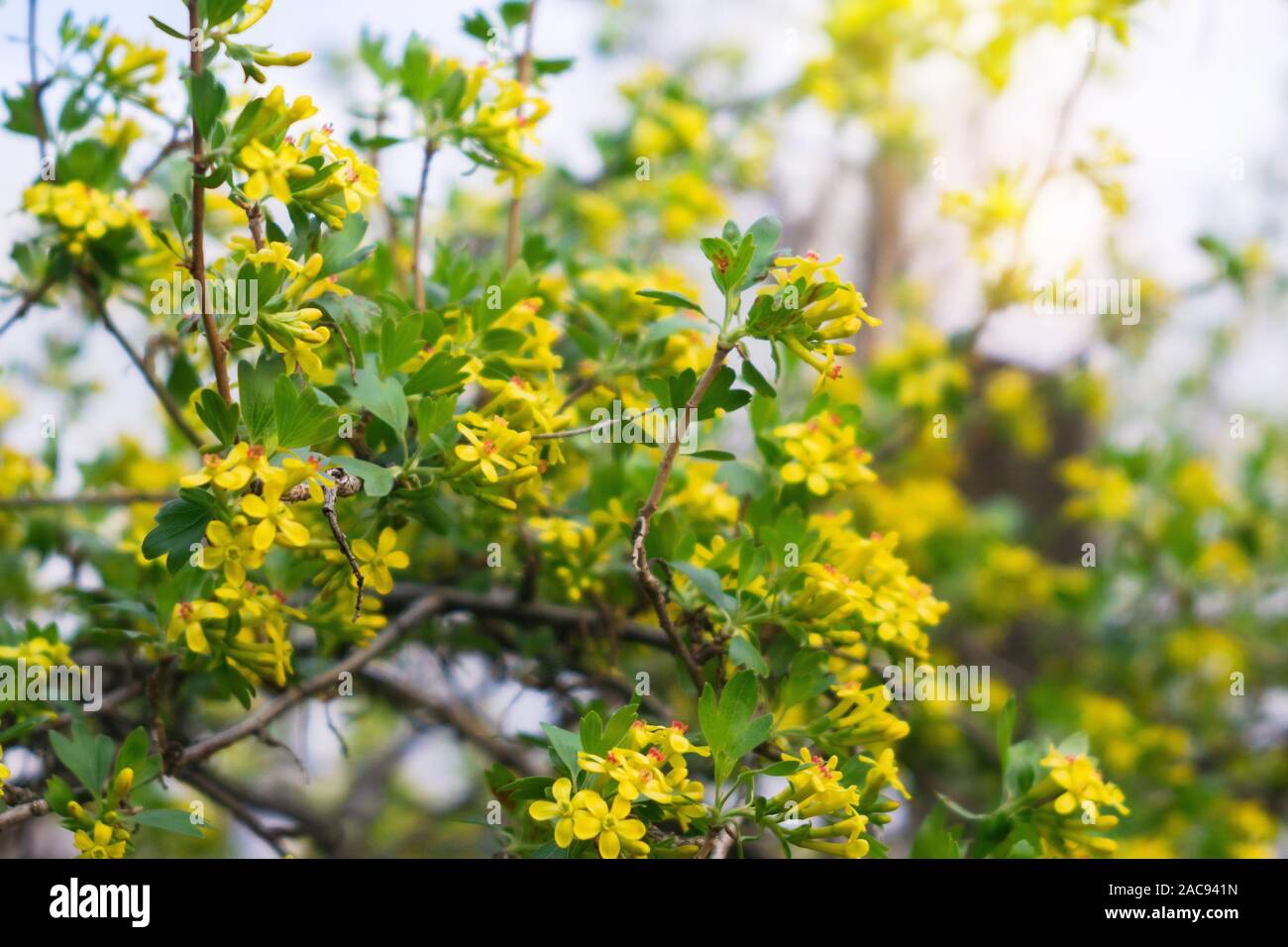 flowering flowers of Golden currant on the branches of the shrub Stock ...