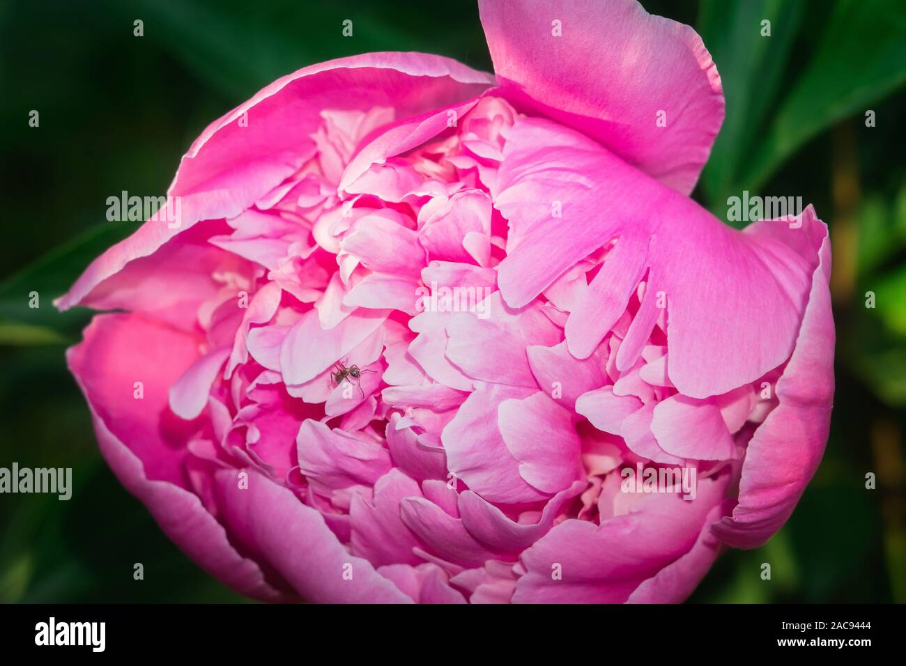 Paeonia Officinalis. Close up detail of a common garden peony. closeup ...