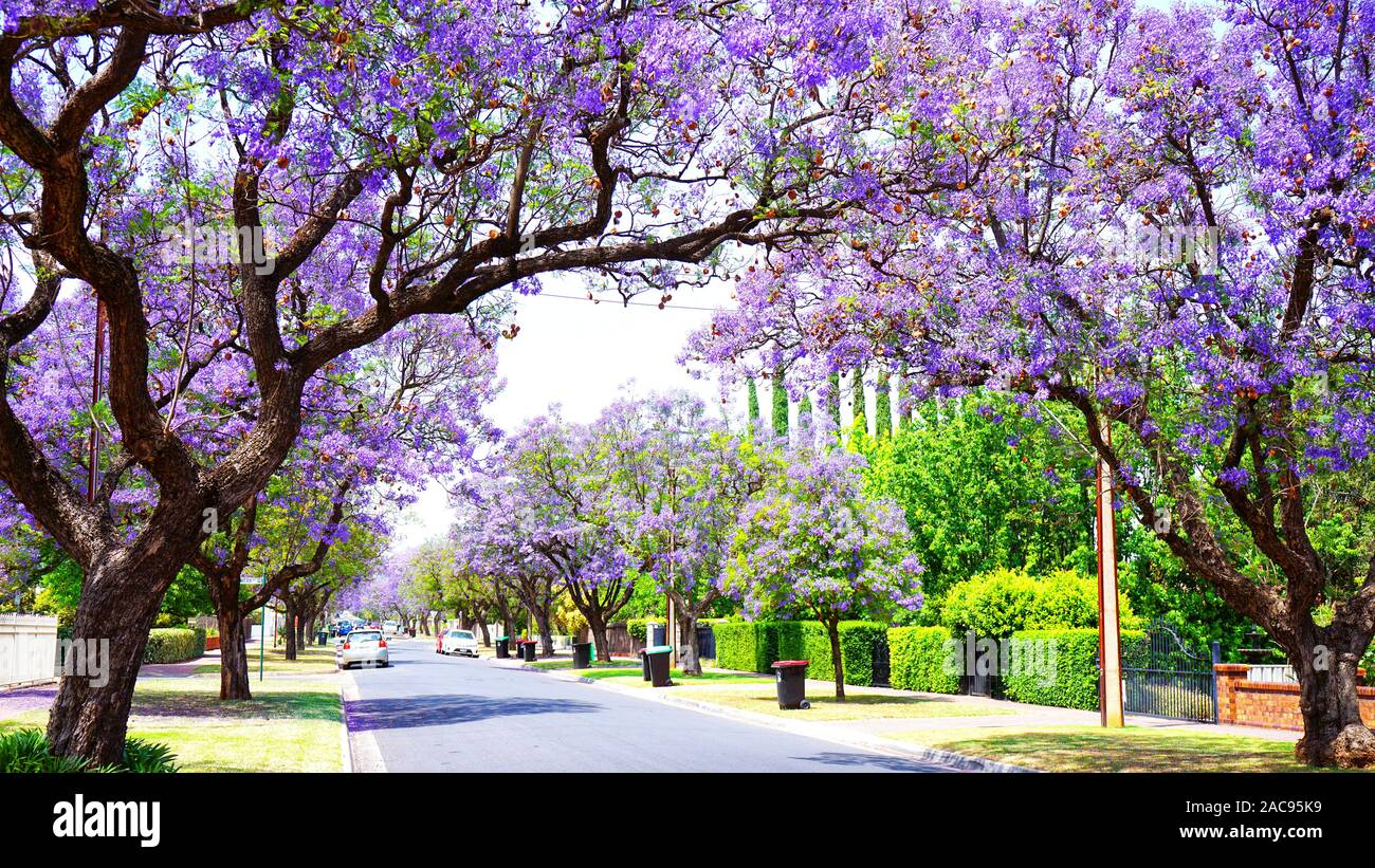 Beautiful purple flower Jacaranda tree lined street in full bloom ...