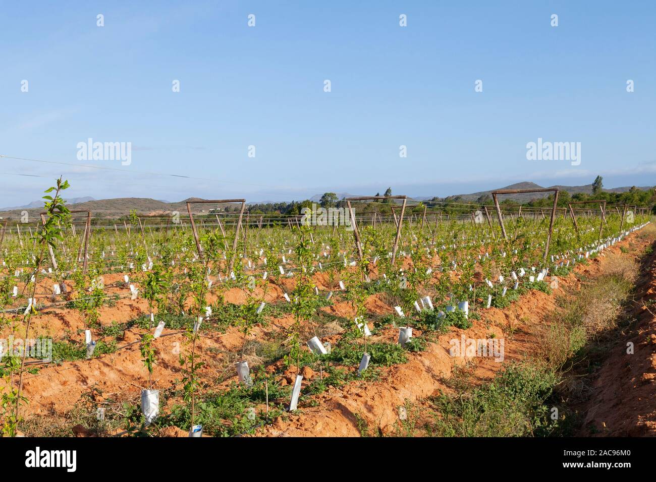 Establishing a new orchard hi-res stock photography and images - Alamy