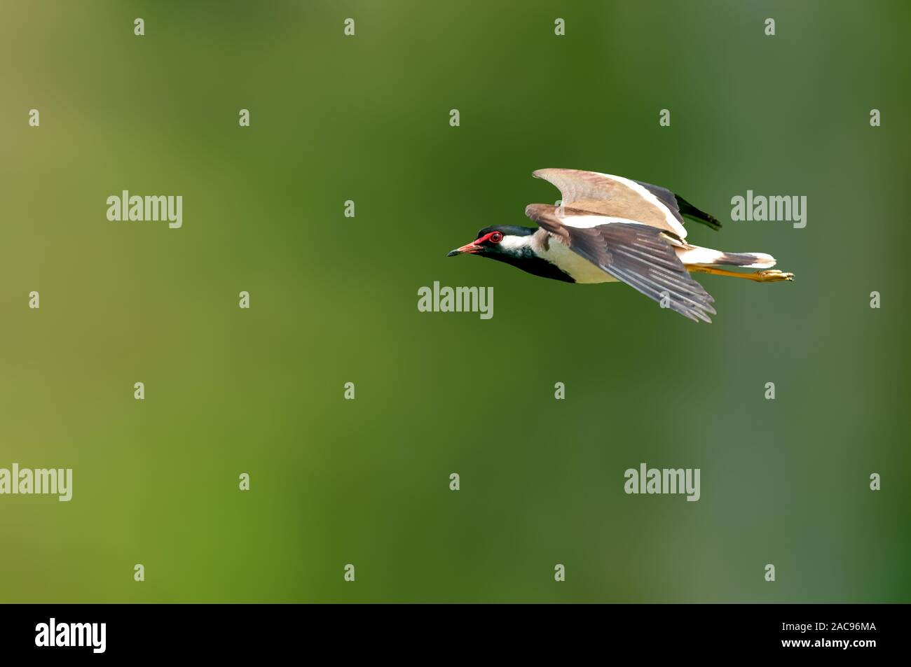 Red wattled lapwing flying against green background Stock Photo - Alamy