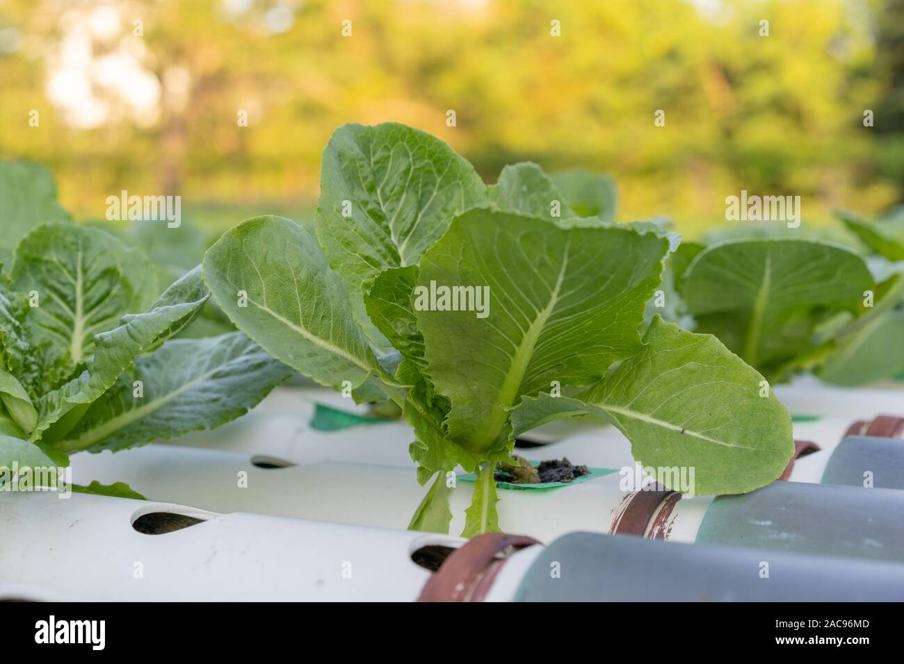 Cos Romaine Lettuce hydroponic farming Stock Photo - Alamy