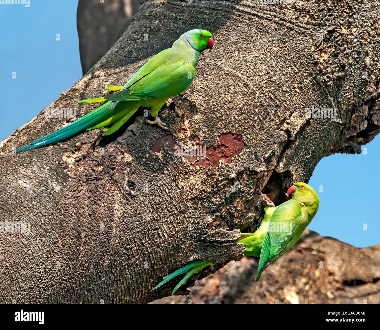 Parakeet pair hi-res stock photography and images - Alamy
