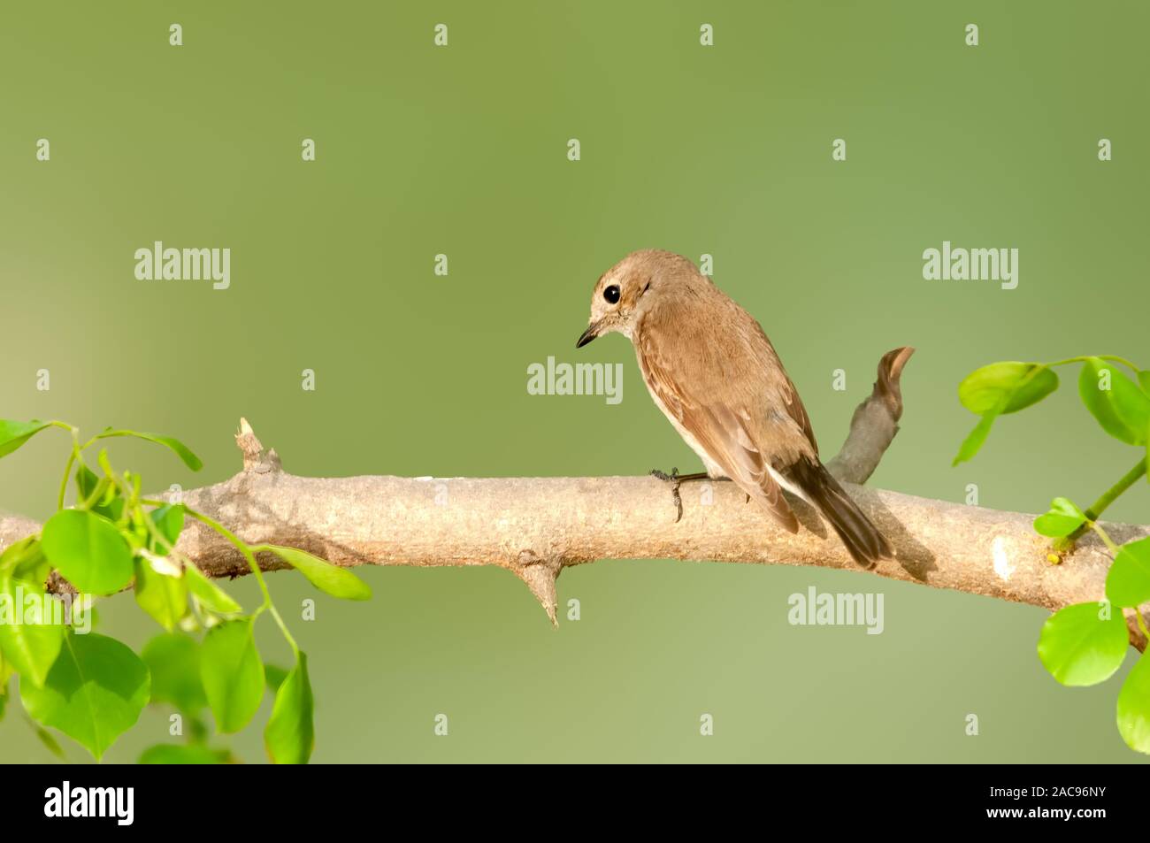 Asian flycatcher bird hi-res stock photography and images - Alamy