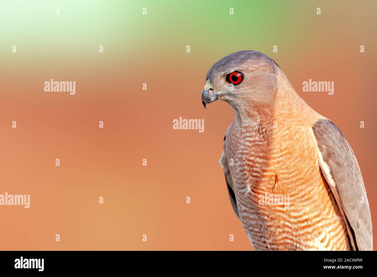 Hawk red beak hi-res stock photography and images - Alamy