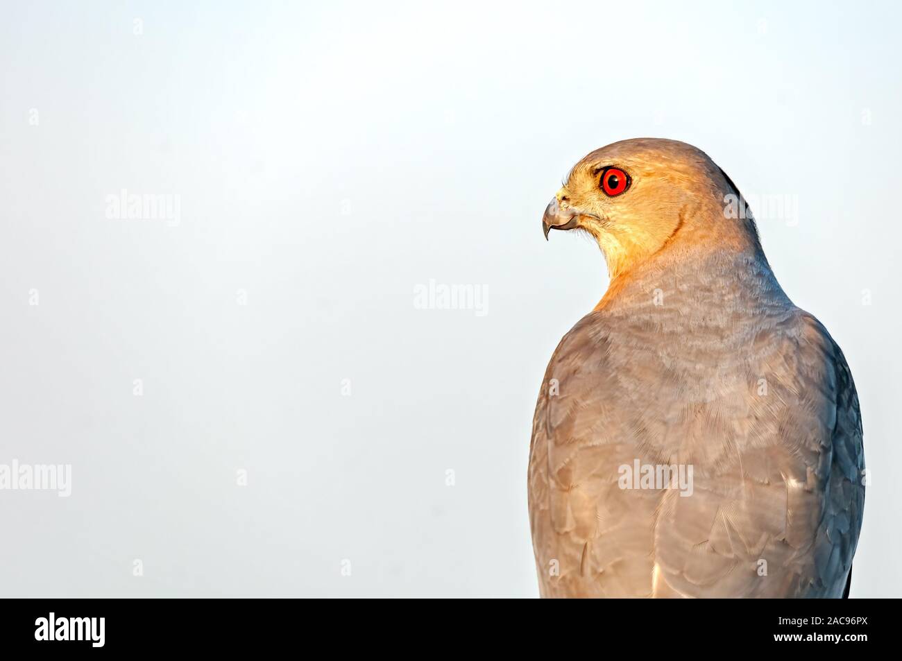 Shikra raptor hi-res stock photography and images - Alamy