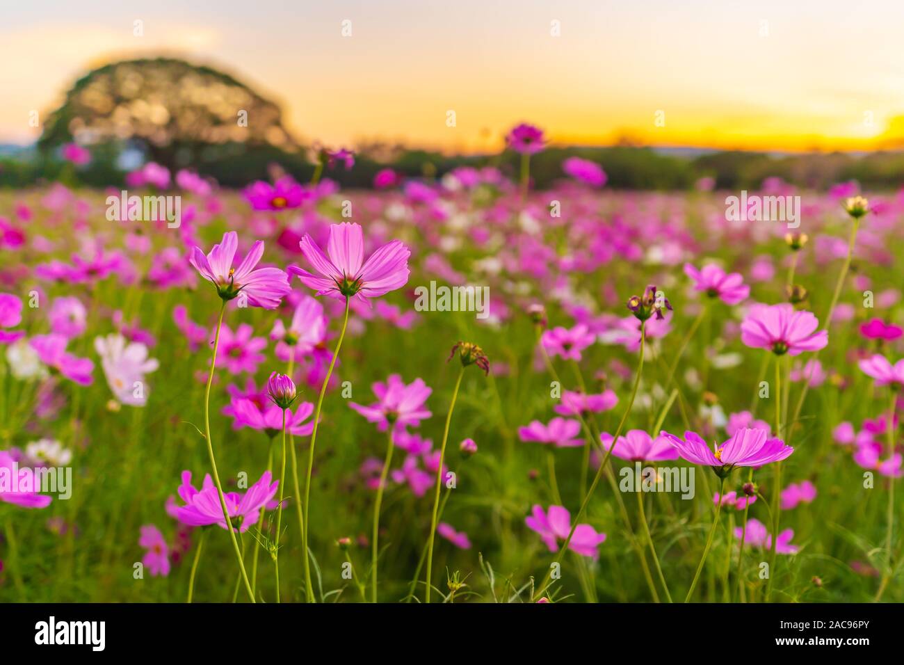 Cosmos flower sunset vintage hi-res stock photography and images - Alamy