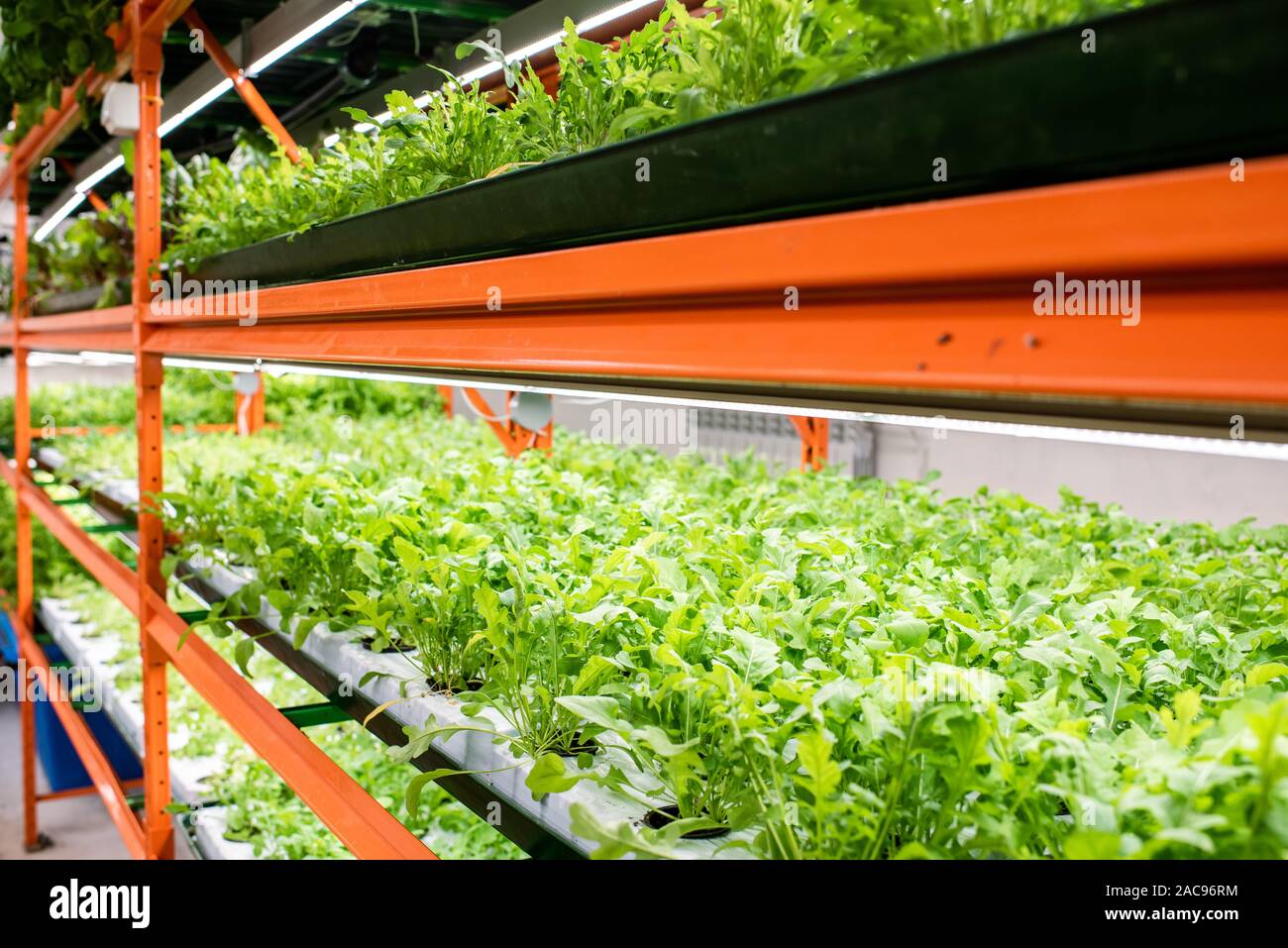 Perspective of green seedlings of new sorts of horticultural plants ...