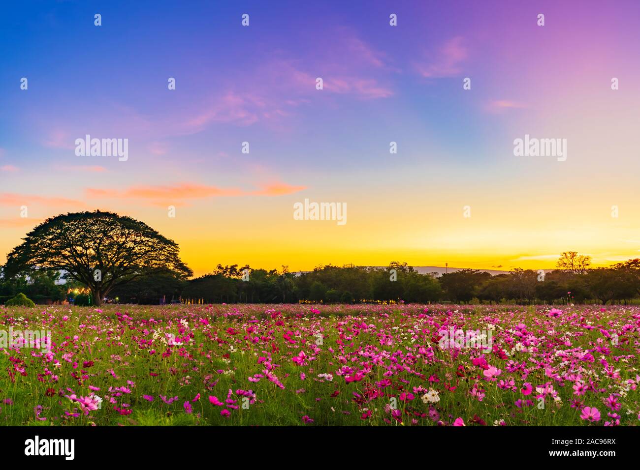 Cosmos flower sunset vintage hi-res stock photography and images - Alamy
