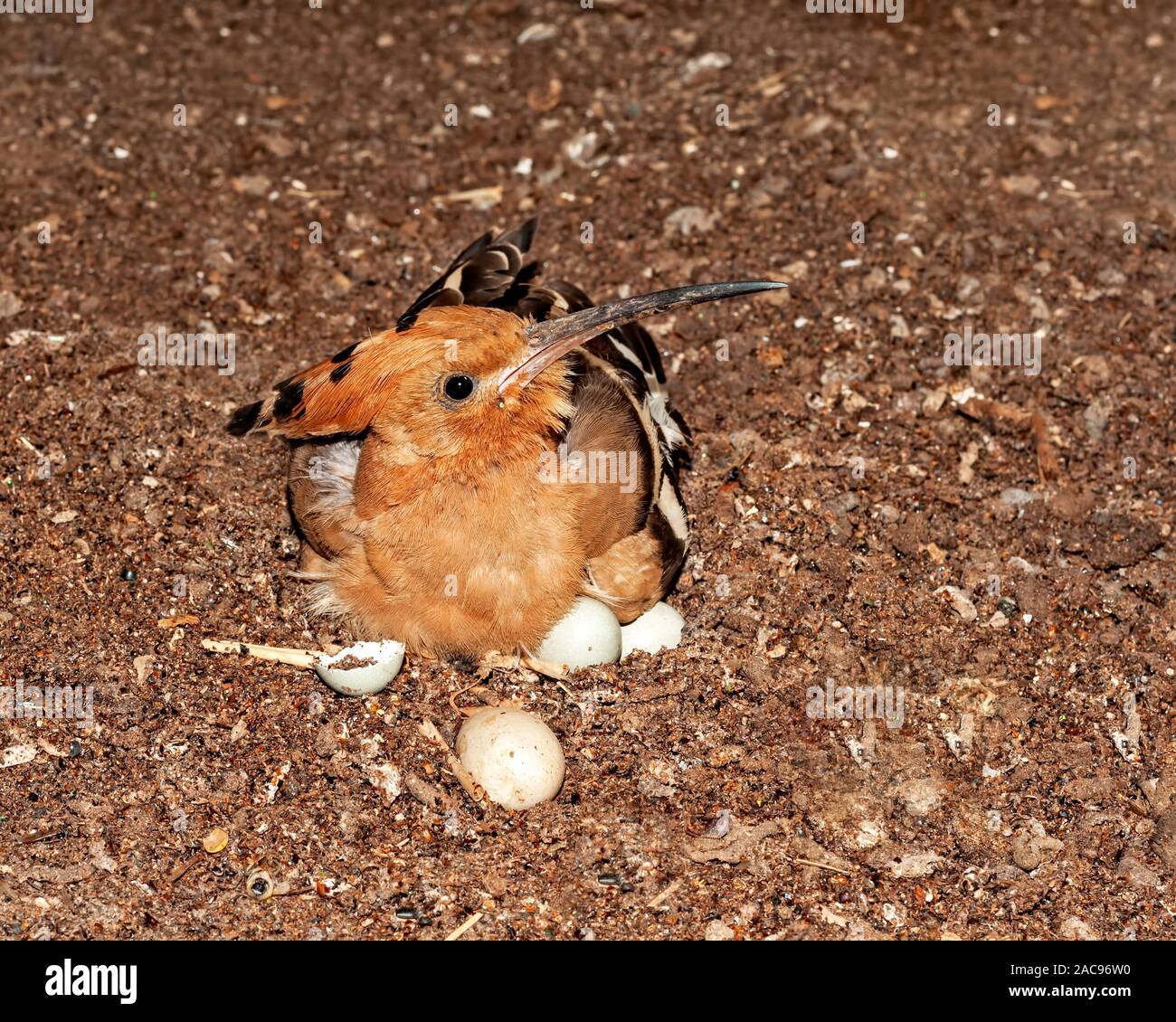 Hoopoe Nest
