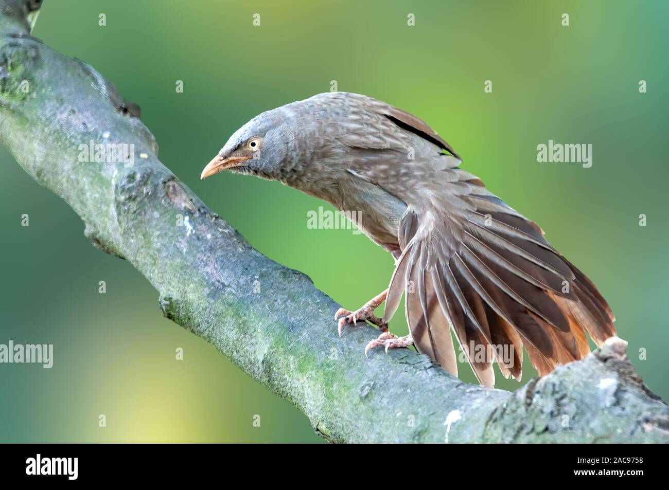 Jungle babbler birds hi-res stock photography and images - Alamy