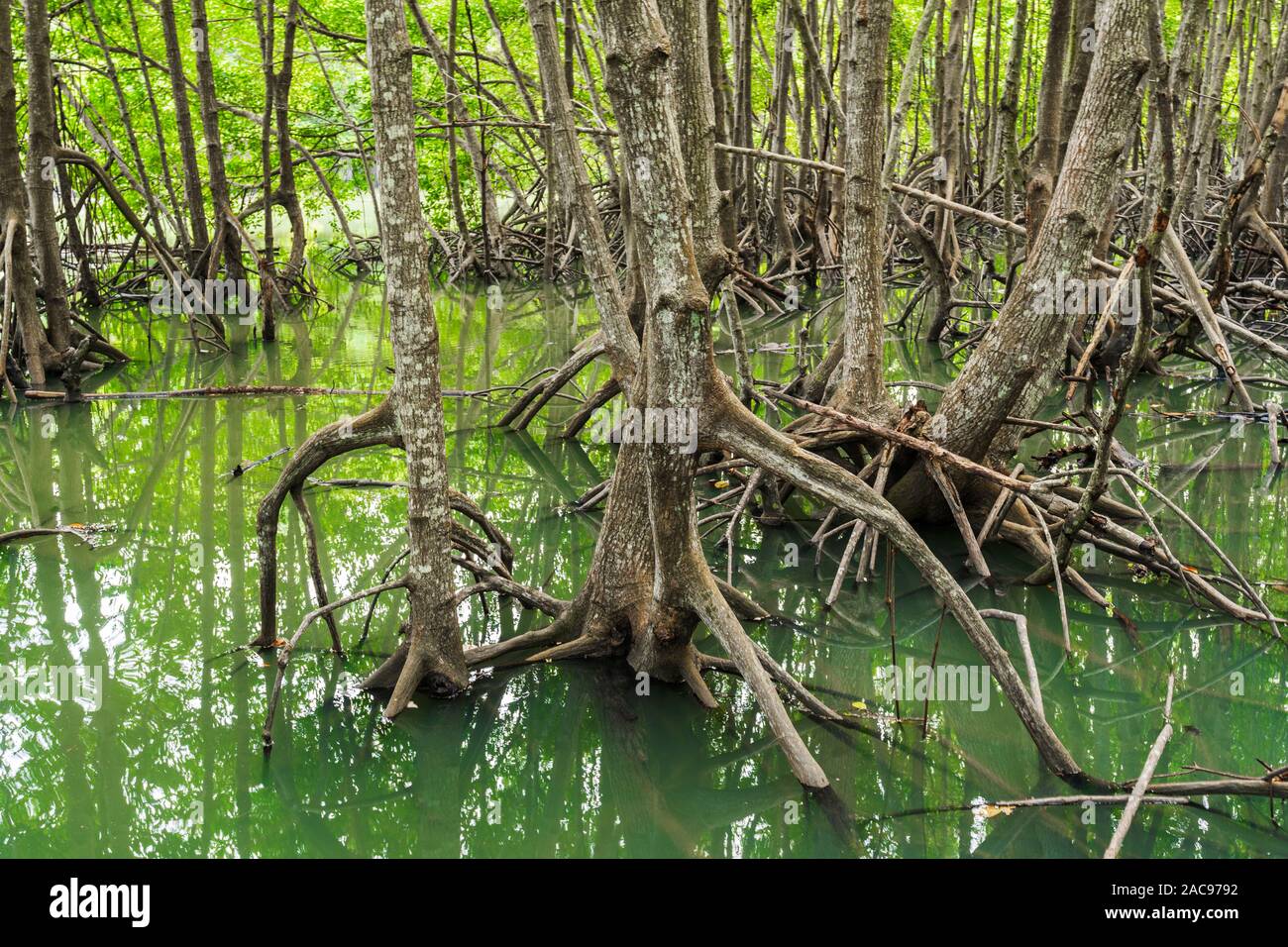 mangrove forest tree and root at Tung Prong Thong, Rayong province ...