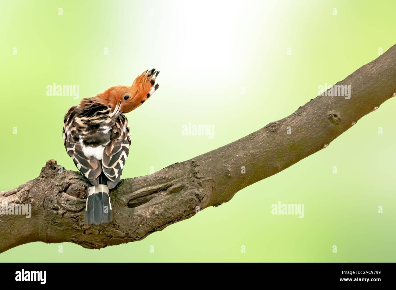 Preen bird hi-res stock photography and images - Alamy