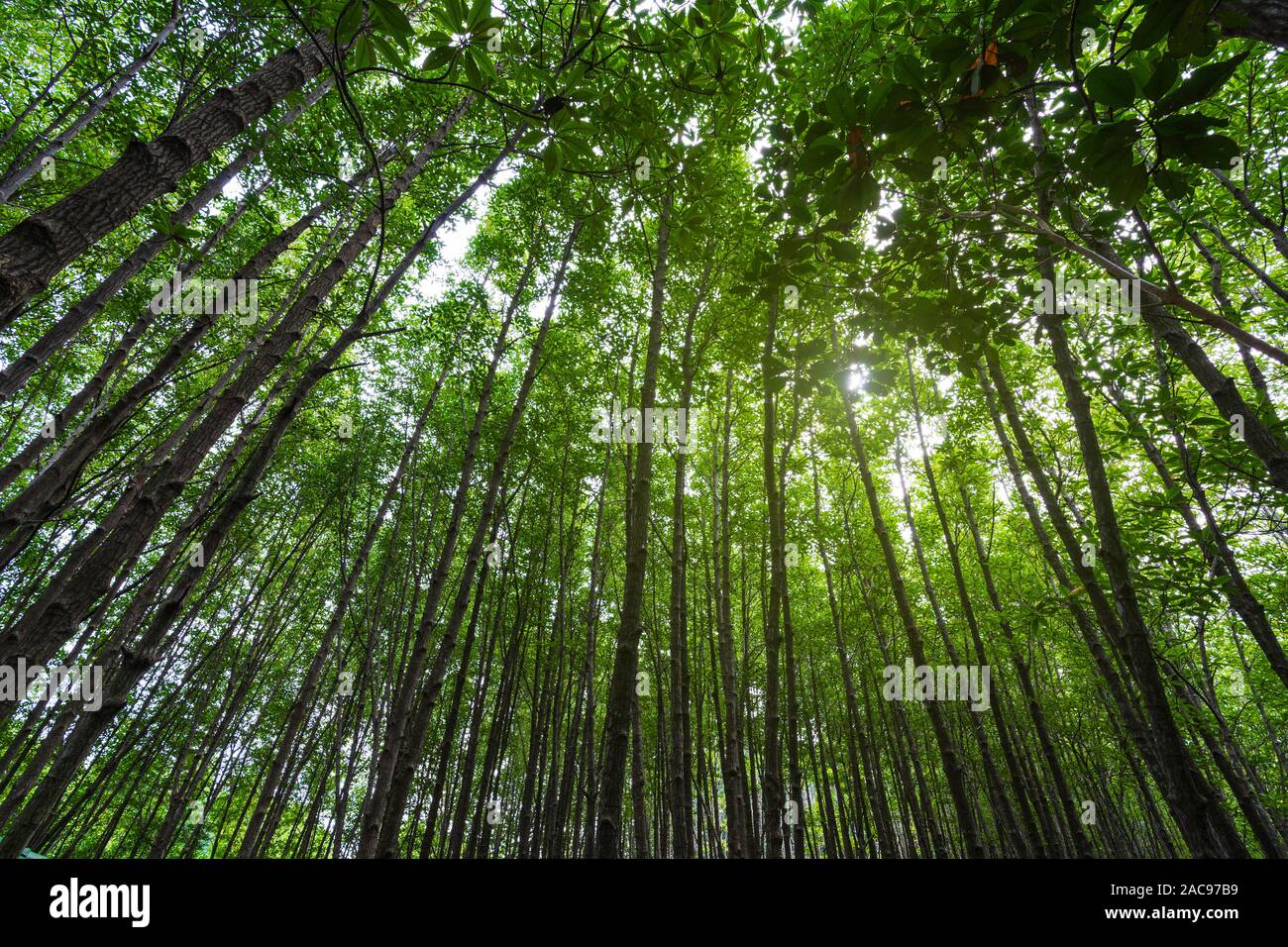 Tall mangrove hi-res stock photography and images - Alamy